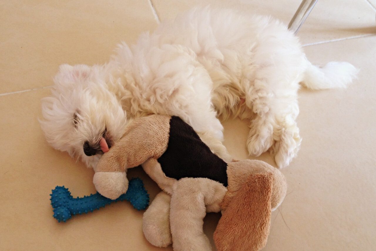 Mi Bichón MALTÉS, la Mejor Guía sobre Perrito Blanco