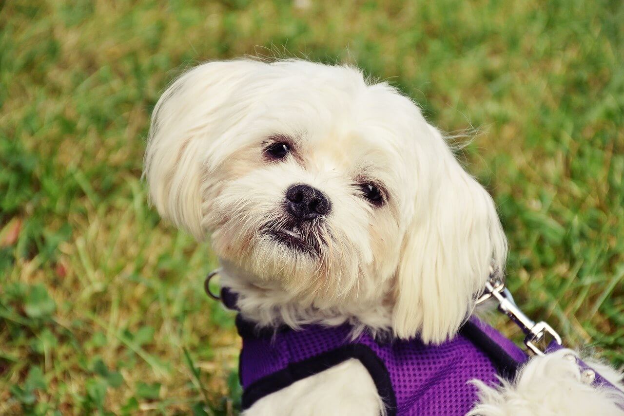 Mi Bichón MALTÉS, la Mejor Guía sobre Perrito Blanco