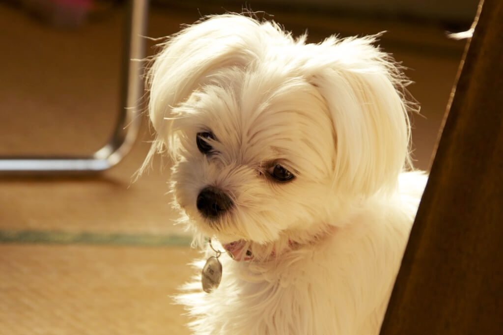 Mi Bichón MALTÉS, la Mejor Guía sobre Perrito Blanco