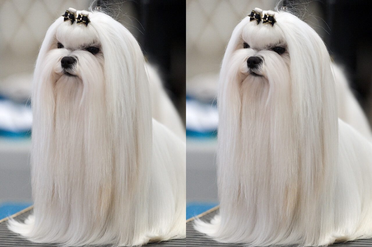 Mi Bichón MALTÉS, la Mejor Guía sobre Perrito Blanco