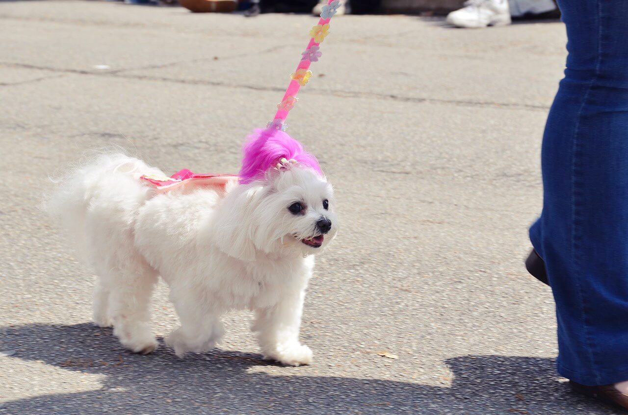 Mi Bichón MALTÉS, la Mejor Guía sobre Perrito Blanco