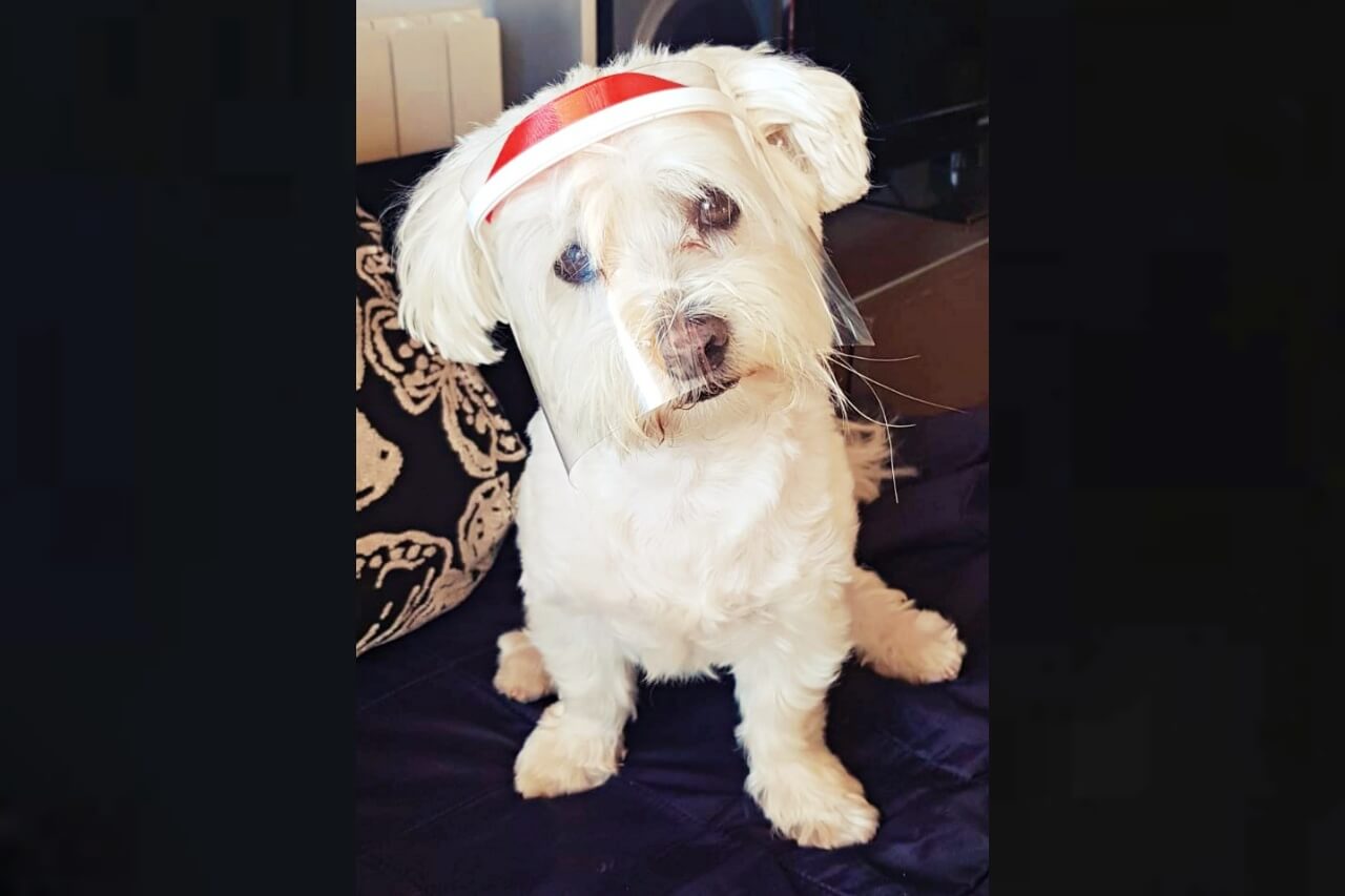 Mi Bichón MALTÉS, la Mejor Guía sobre Perrito Blanco